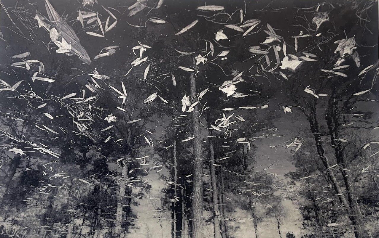 The Alien Leaves – FRANK Gallery